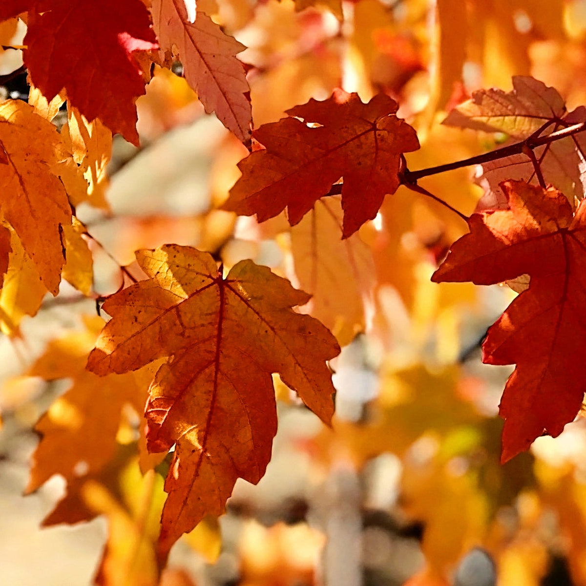 autumn tree description