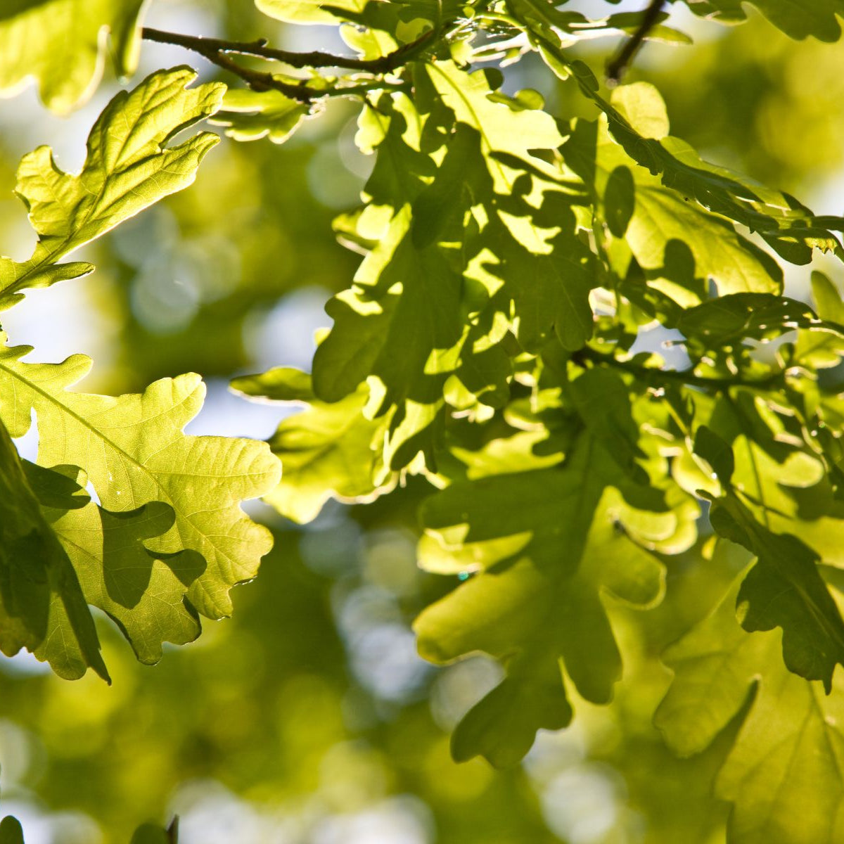 Oak Trees: The Evolution and Why We Admire Them – Plant Me Green