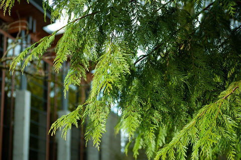 Top 5 Low-maintenance Privacy Trees for Your Yard – Plant Me Green