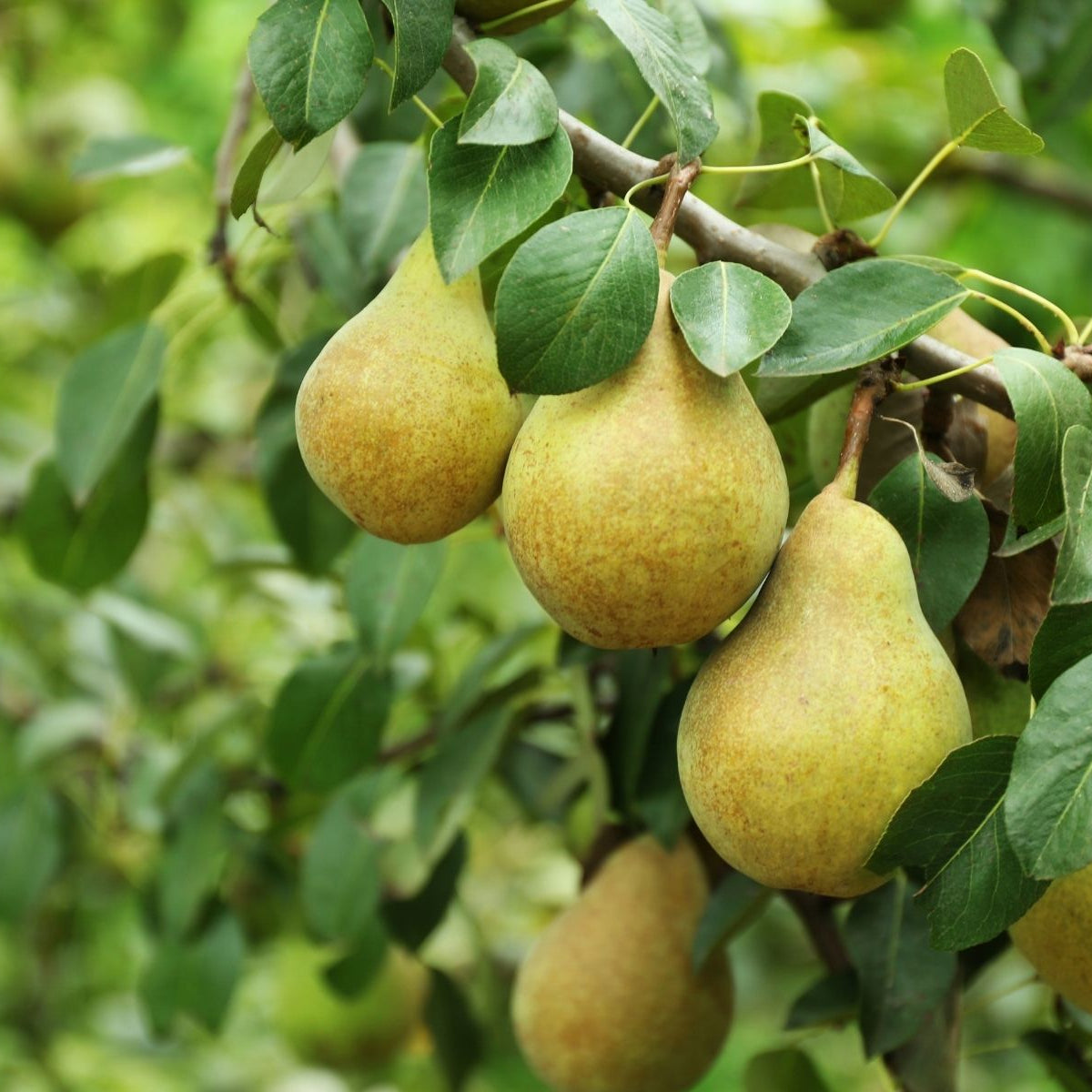5 of the Best Pear Tree Varieties To Grow at Home – Plant Me Green