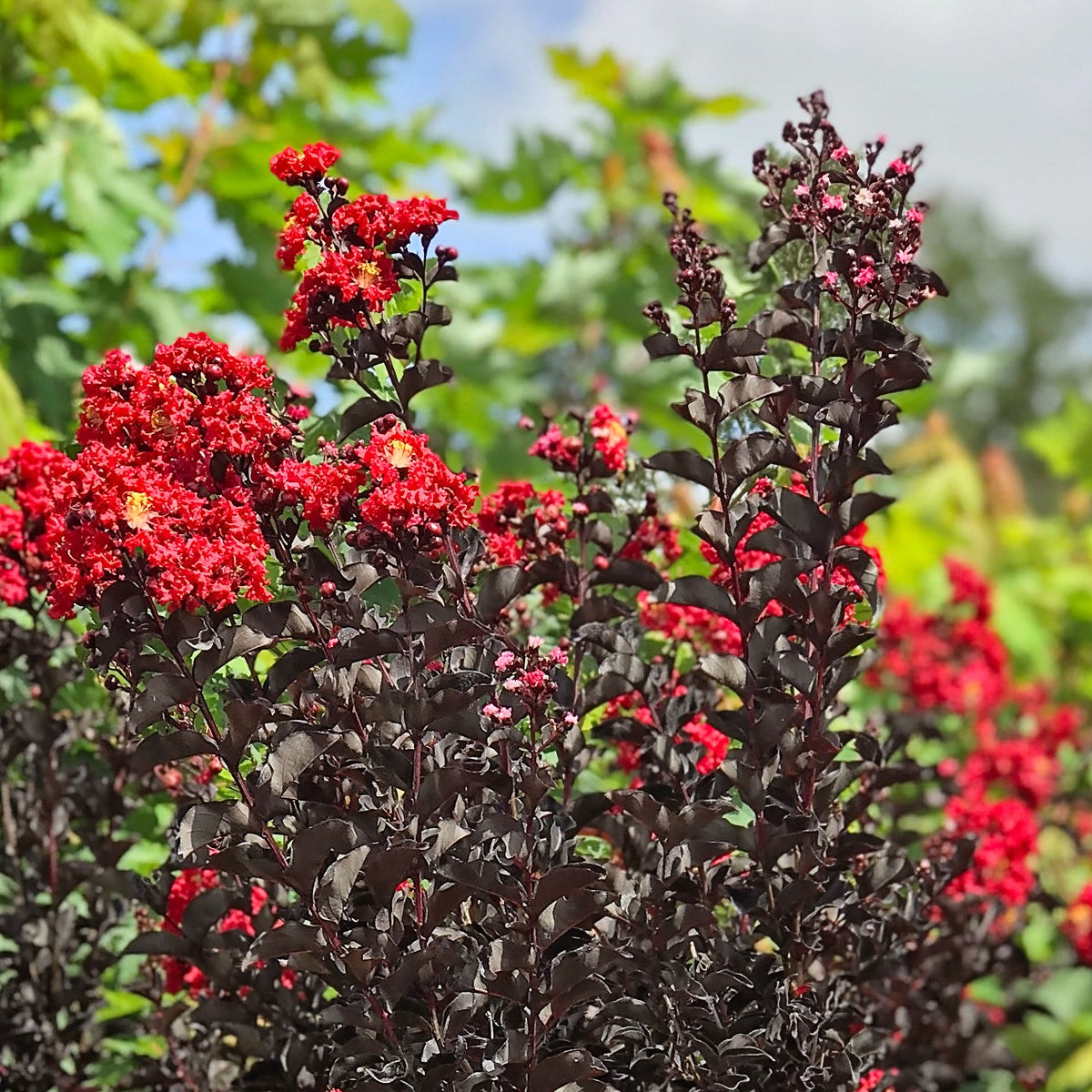 Crape Myrtle Black Diamond Trees – Plant Me Green