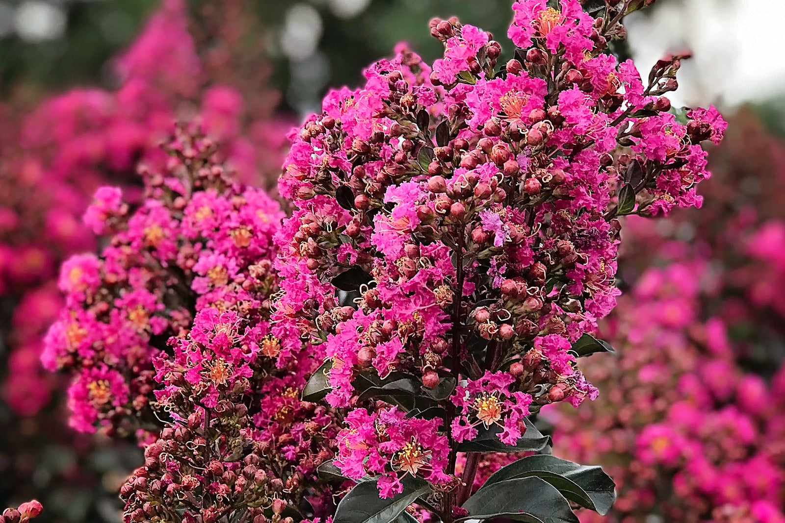 Choosing the Right Crape Myrtle for You – Plant Me Green