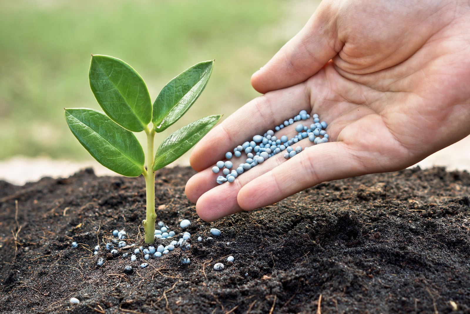 3 Nutrients You Absolutely Need for Your Newly Planted Tree – Plant Me ...
