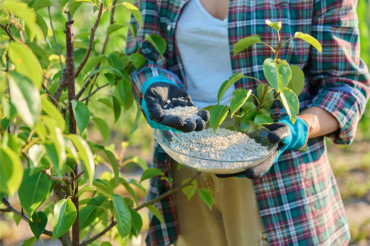 How Do I Fertilize My Fruit Tree? A Beginner's Guide. – Plant Me Green