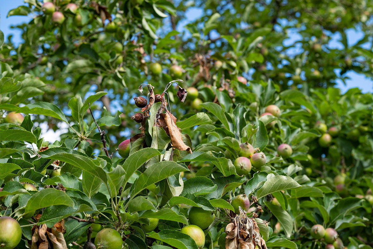 Fire Blight: The Devastating Disease That Affects More Than Just Apple ...