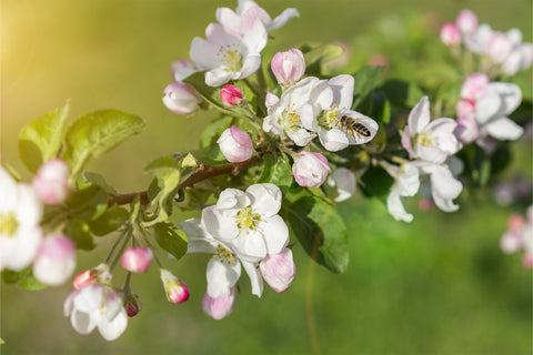 Fruit Trees: The Importance Of Pollination – Plant Me Green