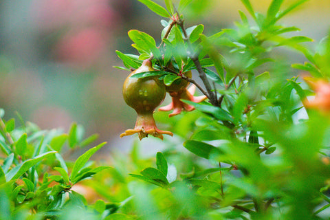 Understanding Fruit Set: How Windy and Rainy Springs Affect Your Harve ...