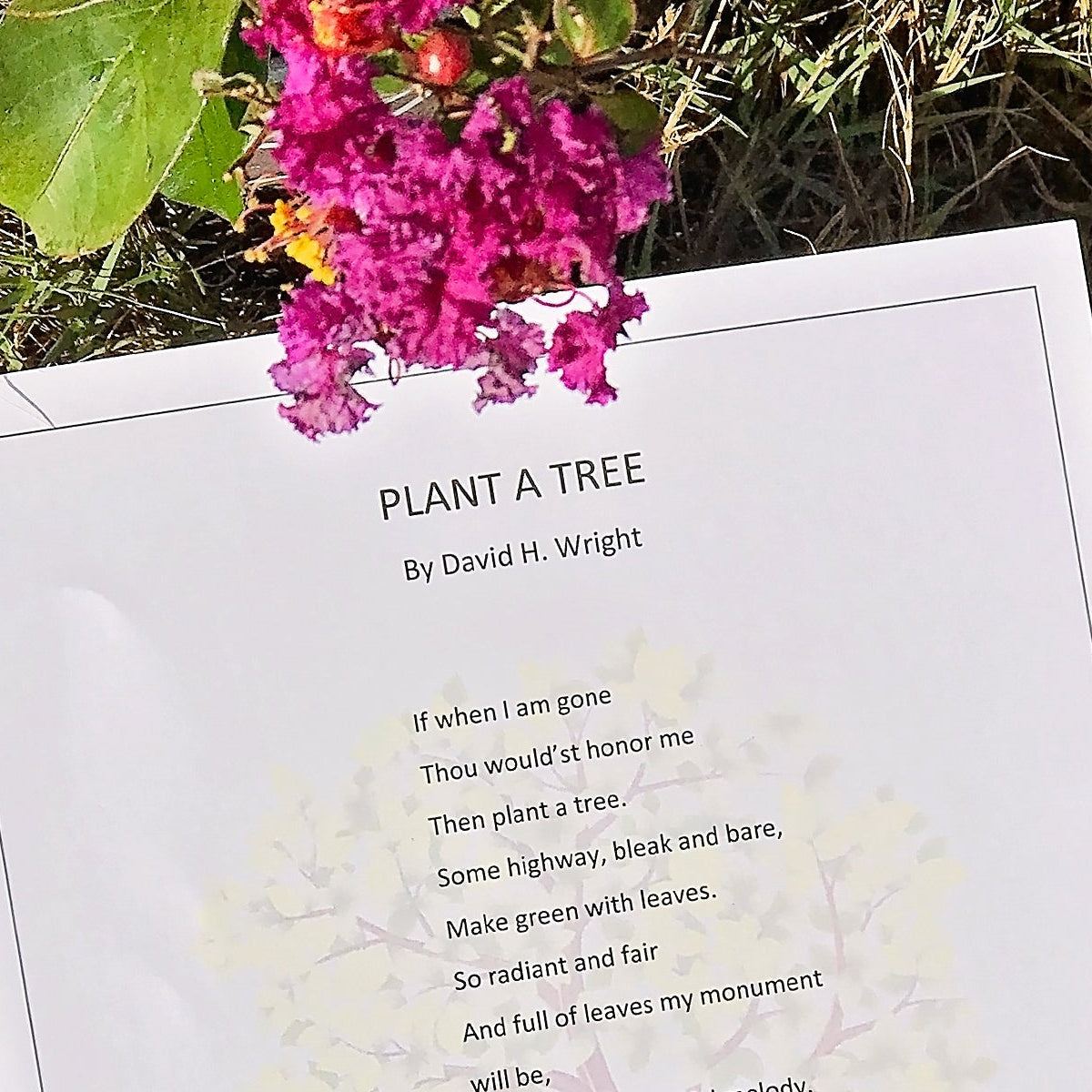 Plant a Tree as Memorial Tribute for Loved One – Plant Me Green