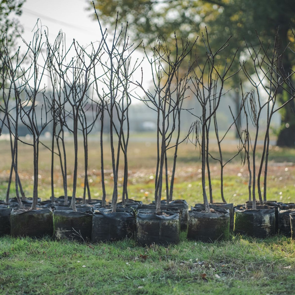 Bare-Root or Container Trees: What To Know Before Buying – Plant Me Green