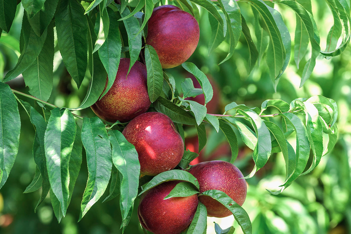 Nectarines: The Sweet and Juicy Fruit You Need in Your Garden – Plant ...