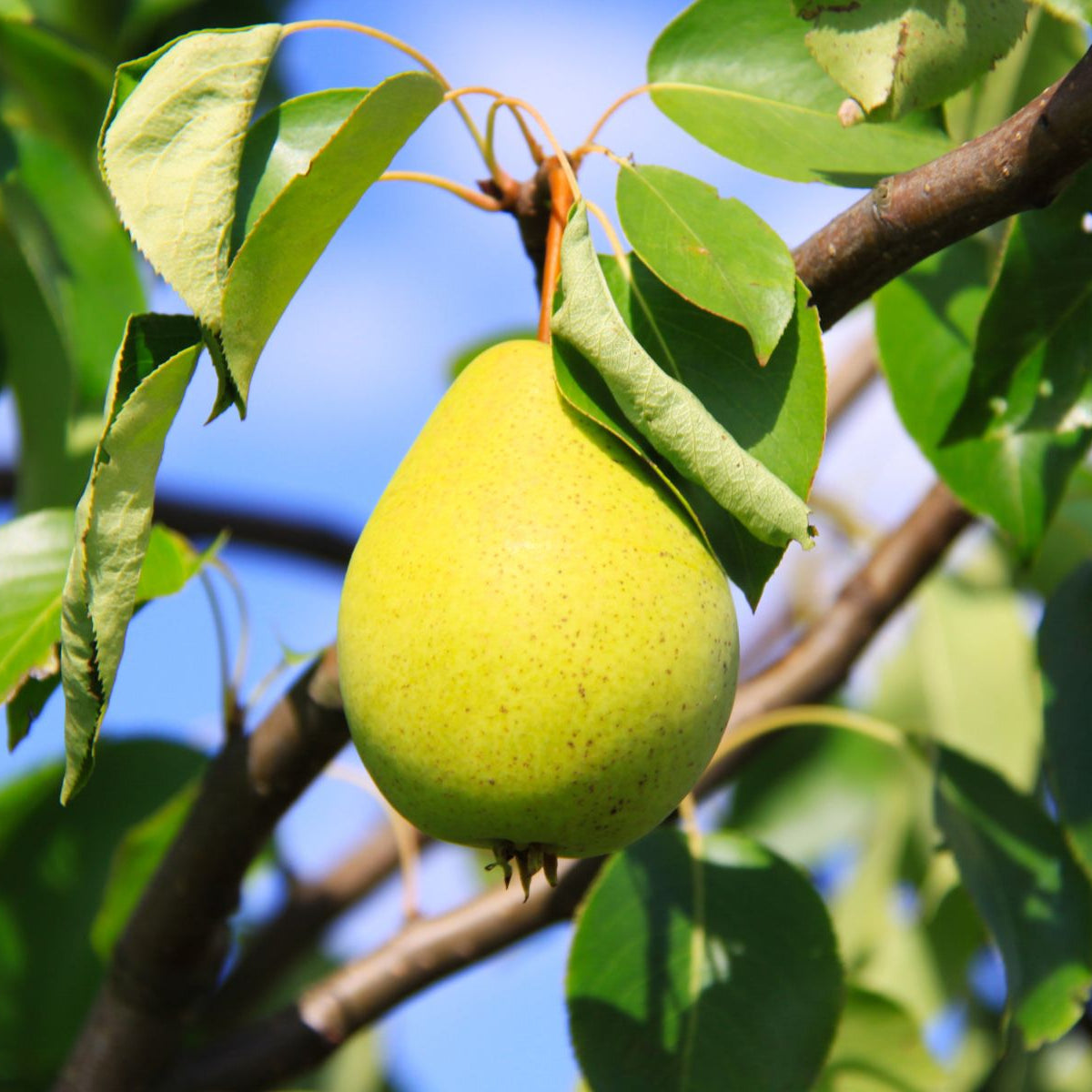 3 Essential Pear Harvesting Techniques You Need To Know – Plant Me Green