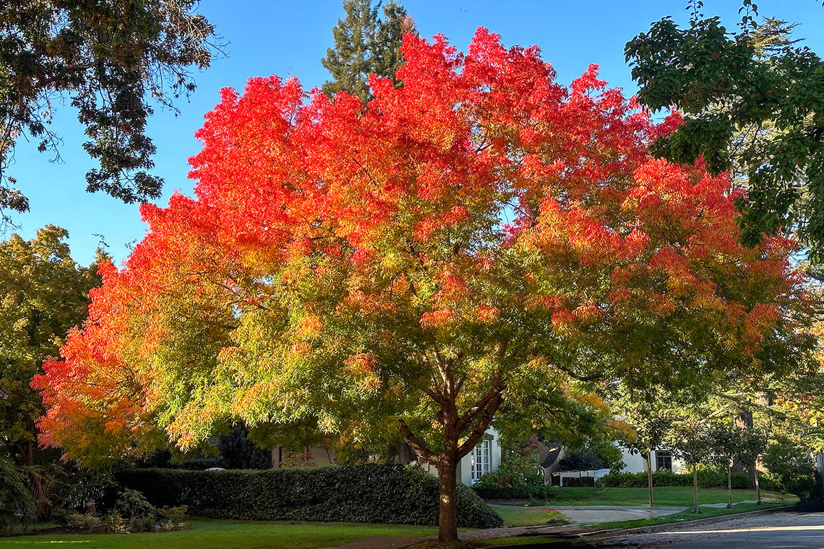 What Everyone Should Know About the Chinese Pistache Tree – Plant Me Green