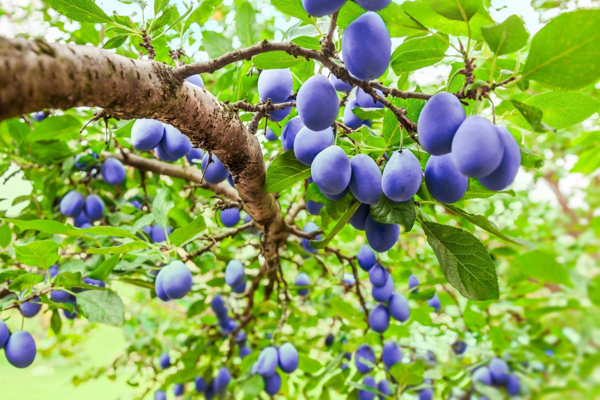 Different Types of Plum Trees To Consider Growing – Plant Me Green