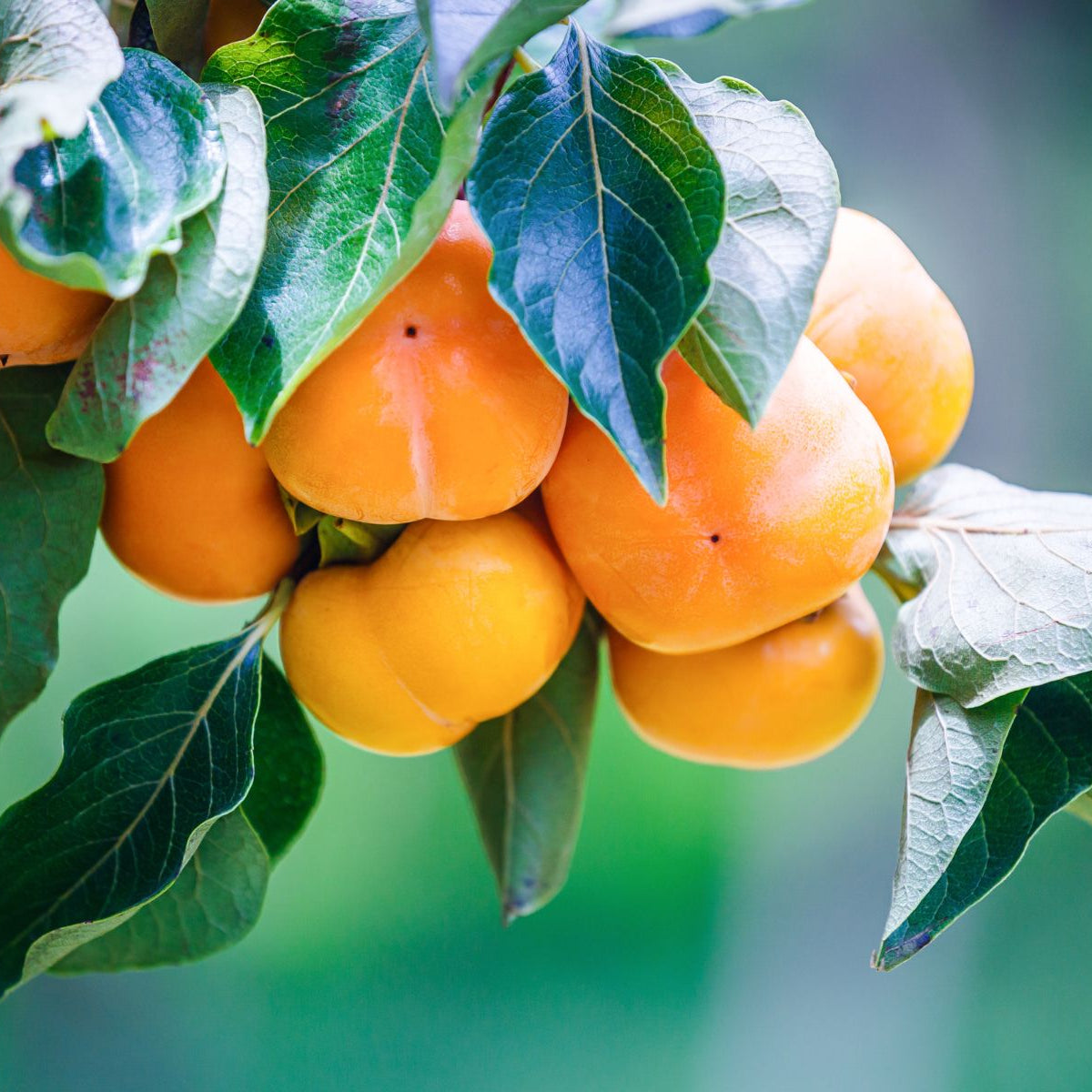 3 Helpful Tips To Get Your Tree Past the Transplant Hurdle – Plant Me Green