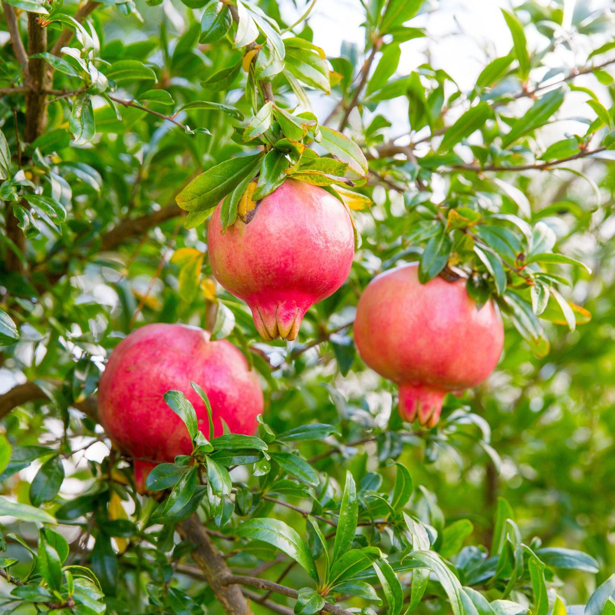 Pomegranate Trees