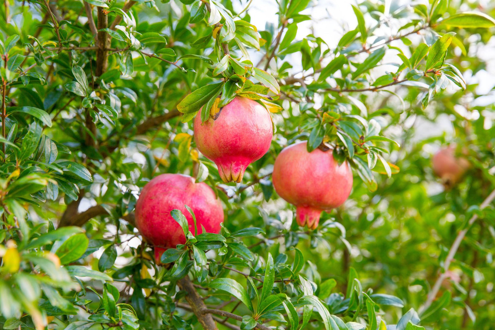 Identifying the Different Types of Pomegranate Trees – Plant Me Green