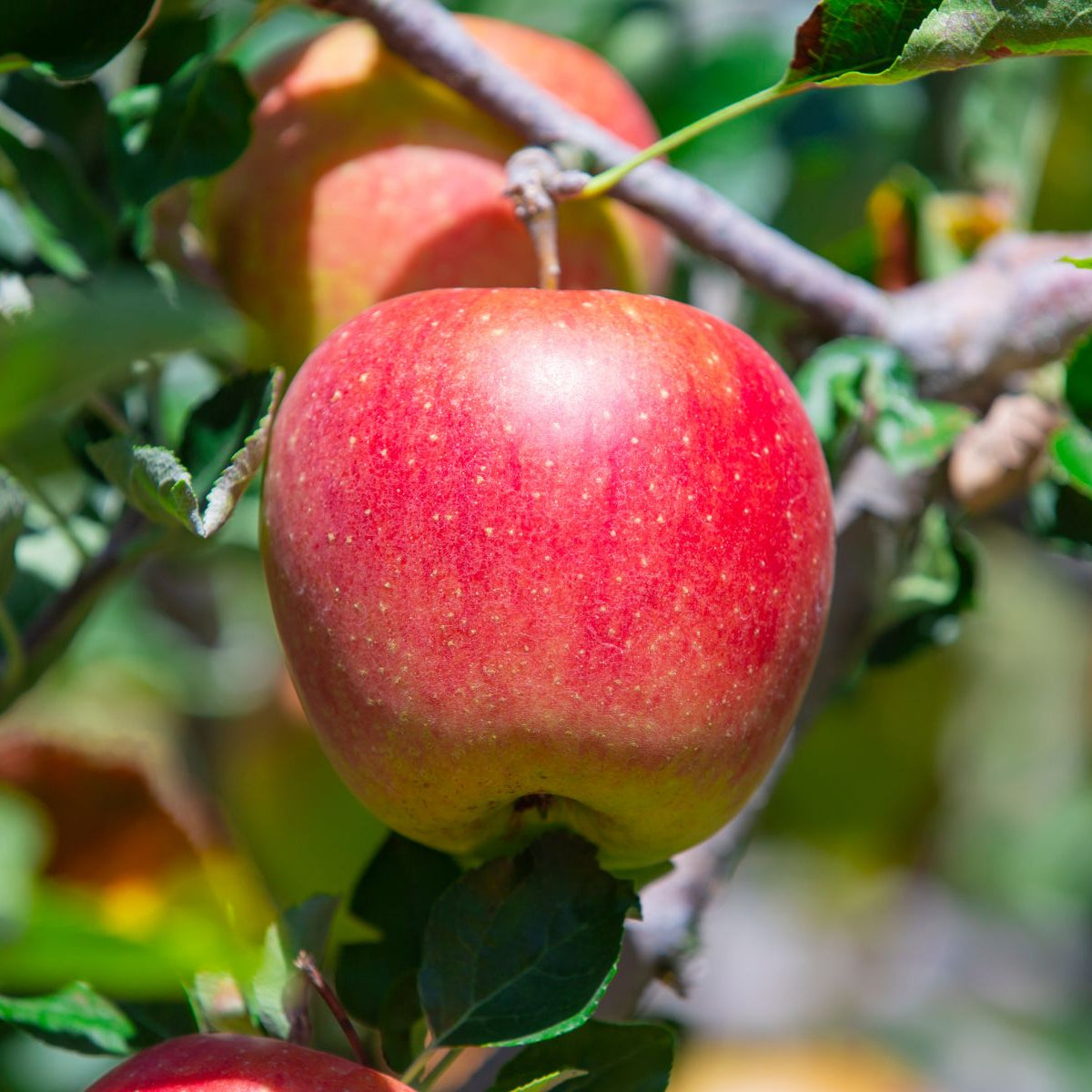 Fact From Fiction: Johnny Appleseed and His Apple Trees – Plant Me Green