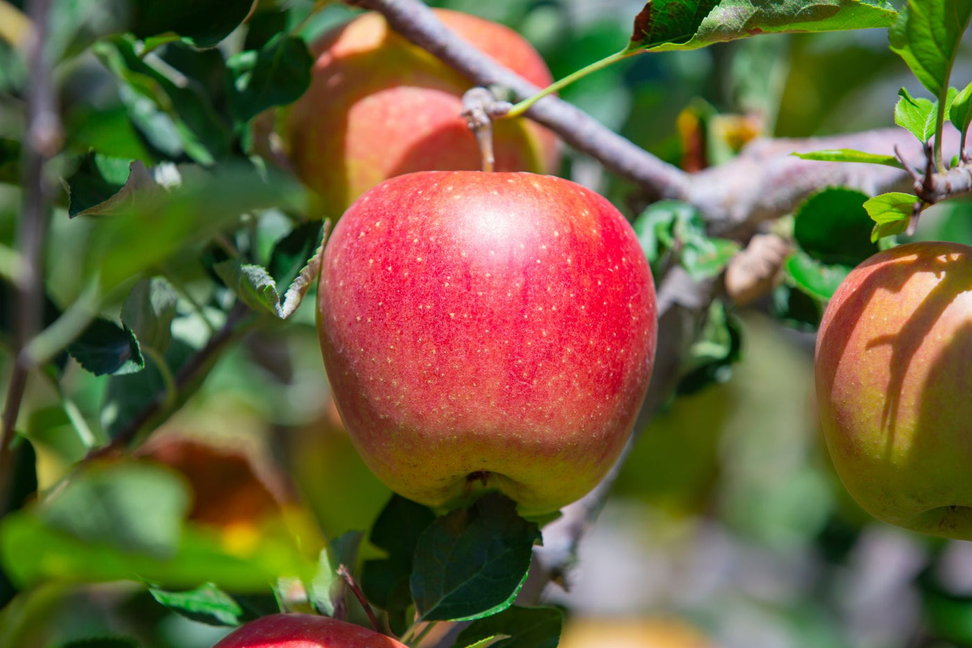 Fact From Fiction: Johnny Appleseed and His Apple Trees – Plant Me Green