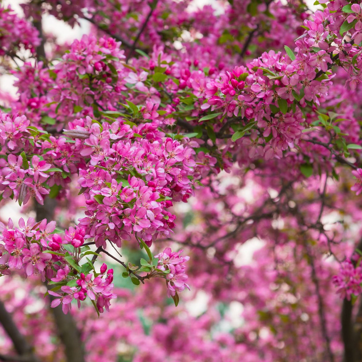 Everything You Need To Know Before Buying a Flowering Tree – Plant Me Green