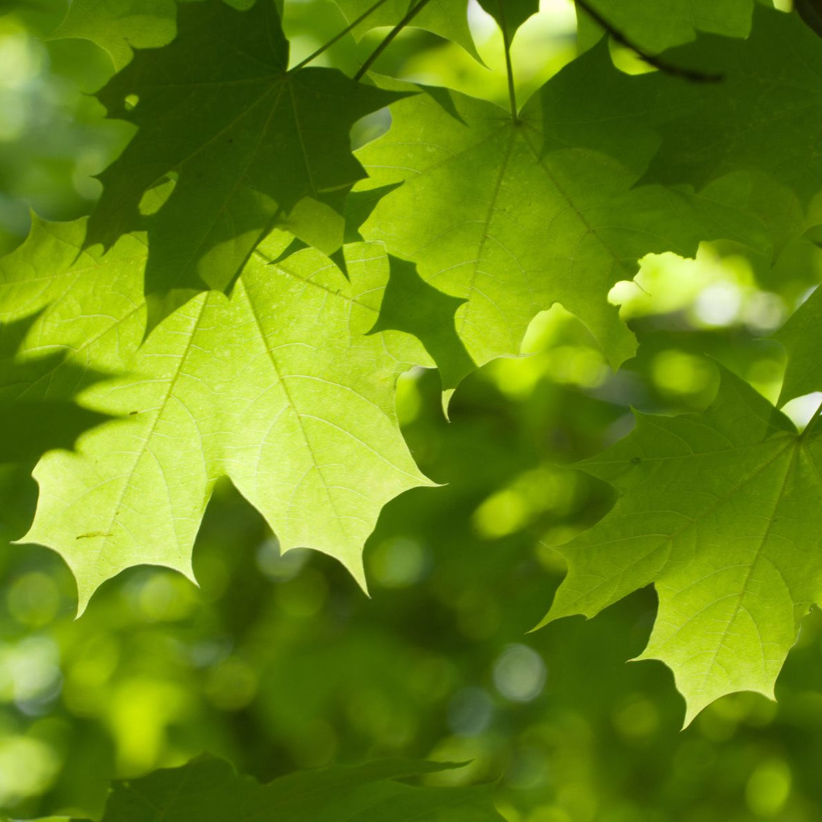 5 Trees That Add Vibrant Color to Your Landscape Year-Round – Plant Me ...