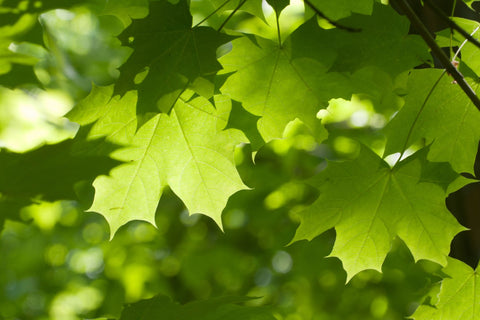 5 Trees That Add Vibrant Color to Your Landscape Year-Round – Plant Me ...