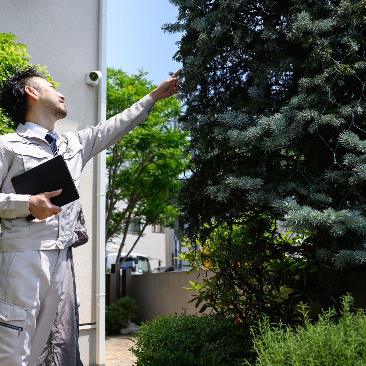 4 Tips for Checking the Health of Your Trees – Plant Me Green