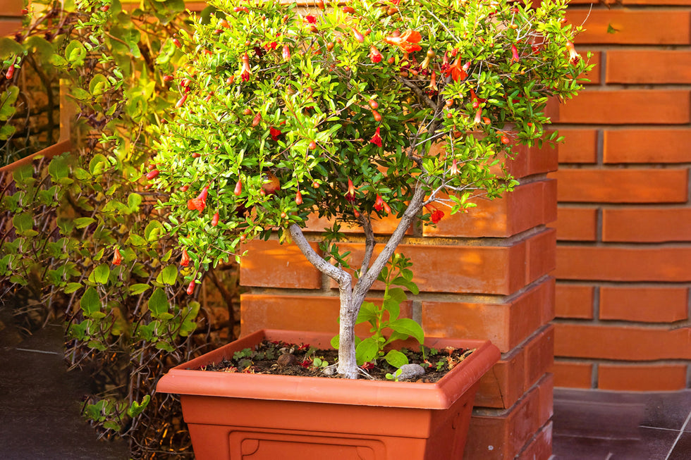 Container-Grown Pomegranates: Fruit Trees for Patios and Small Spaces ...