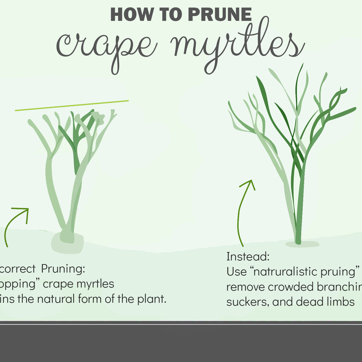 Pruning Crape Myrtles— Don't Cut Back! – Plant Me Green