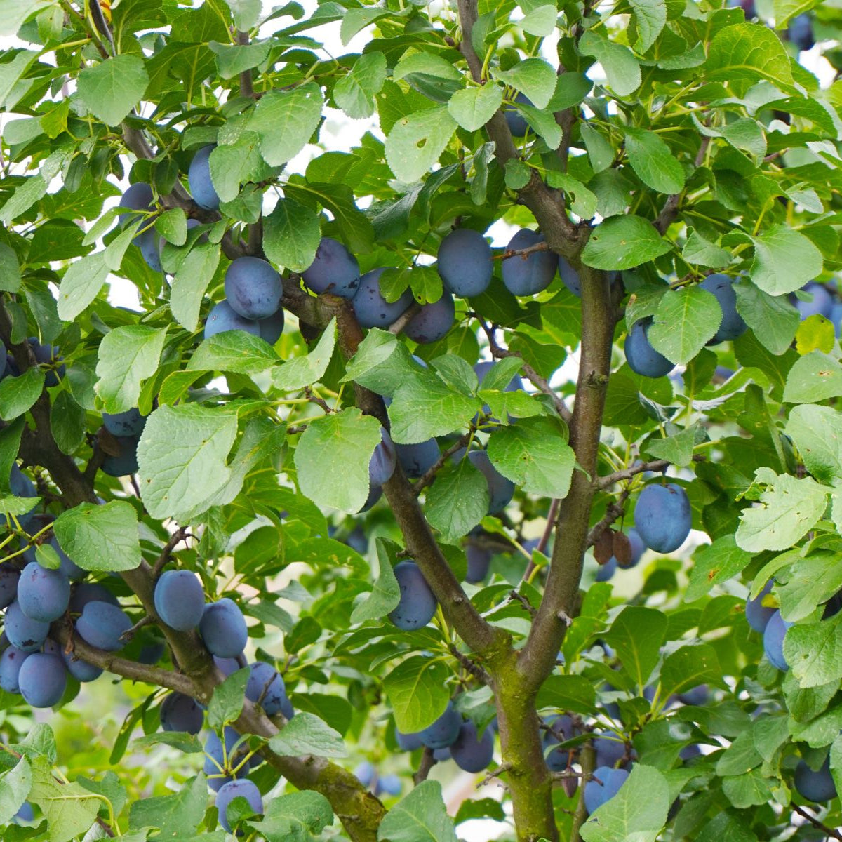 Gifting Trees: Special Occasions Perfect for a Forever Gift – Plant Me ...