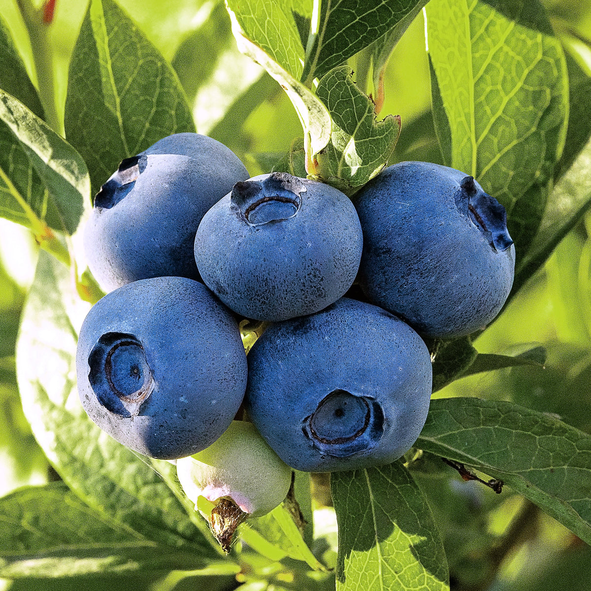 Blueberry Plants: Buying & Growing Berries – Plant Me Green