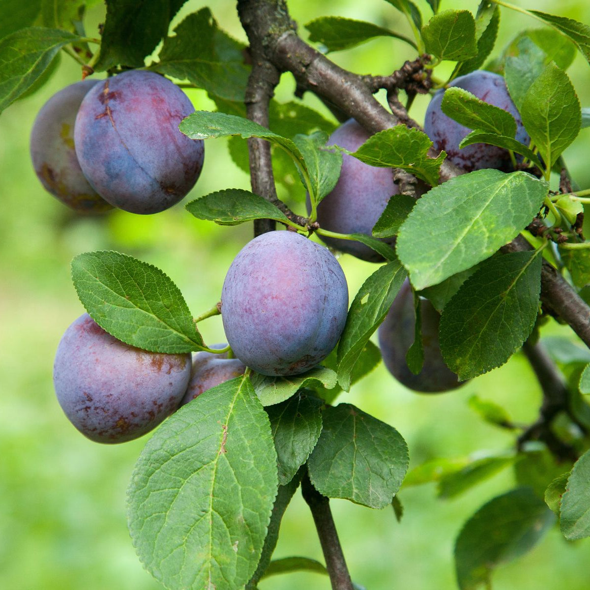 What Makes AU Plums So Different Than Other Plums? – Plant Me Green