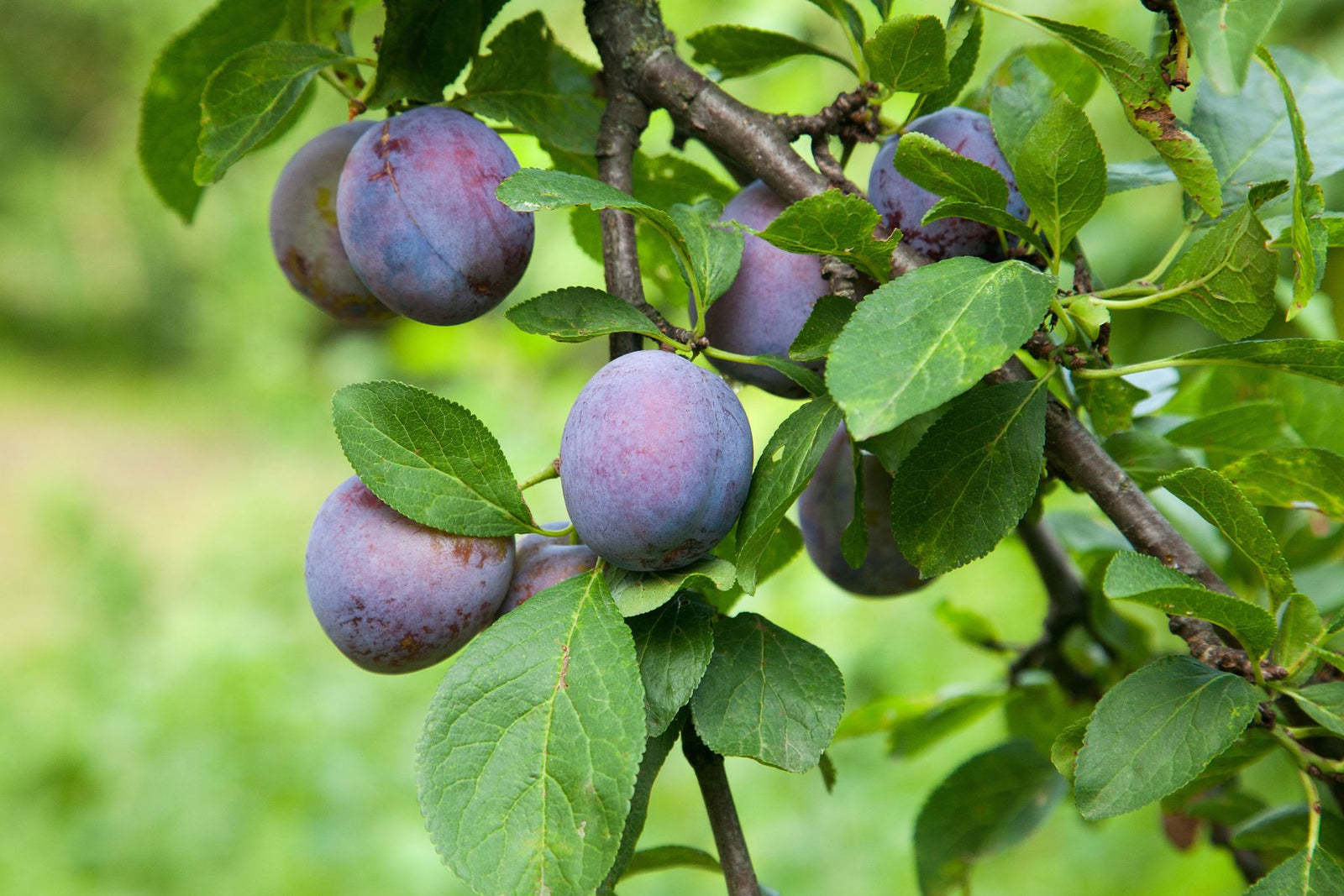 What Makes AU Plums So Different Than Other Plums? – Plant Me Green