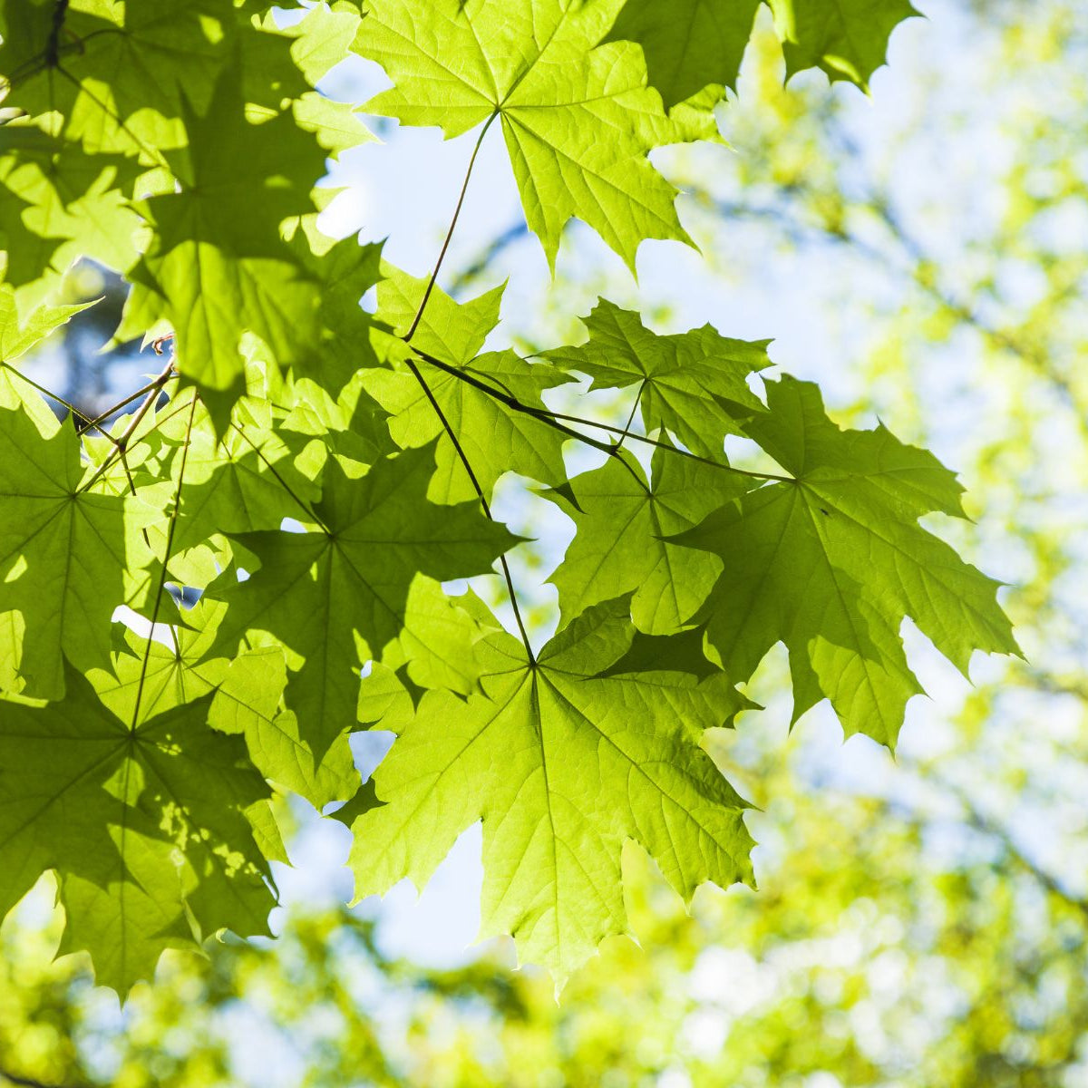 Hard Maple Leaf Identification