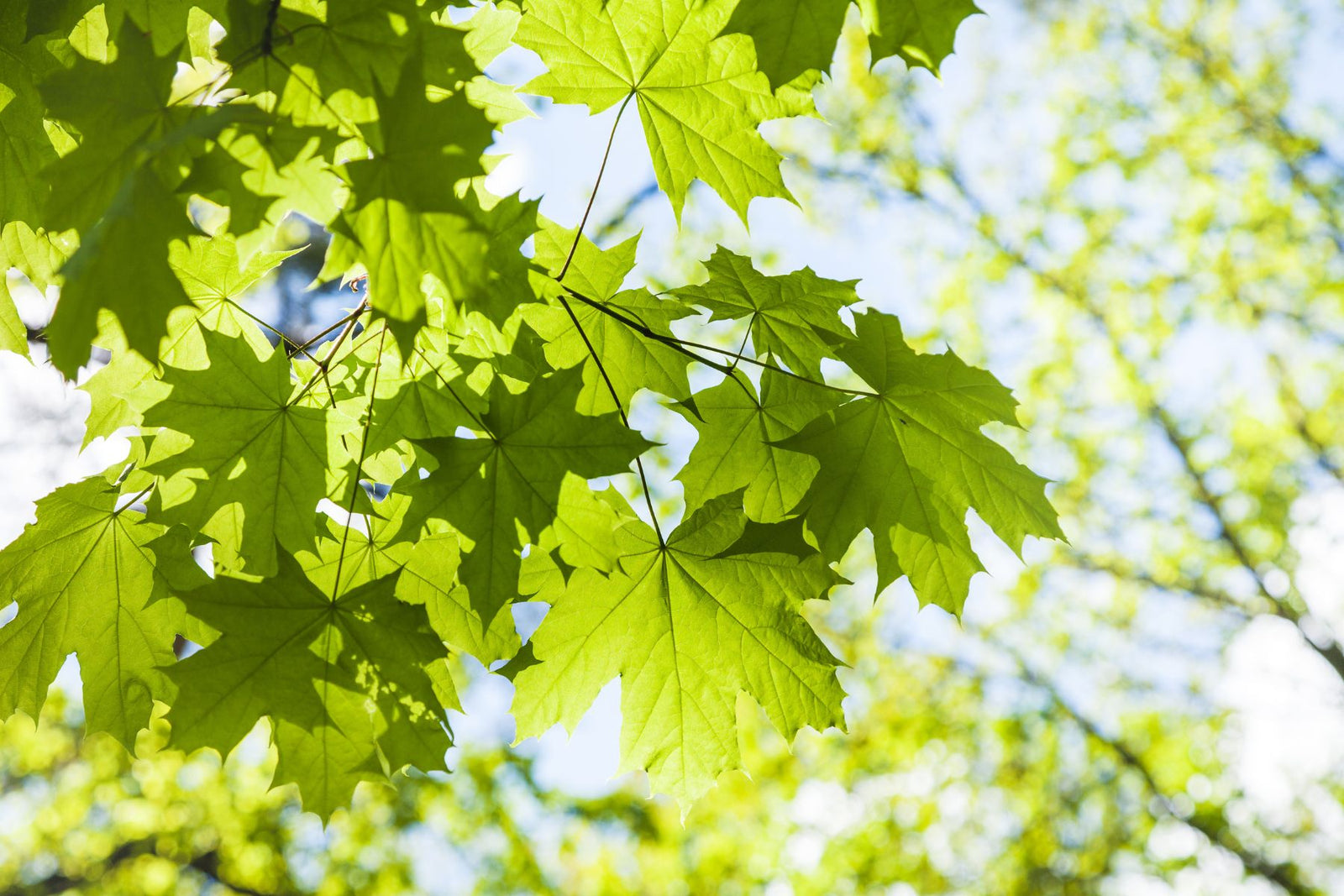 Everything You Need To Know About the Types of Maple Trees – Plant Me Green
