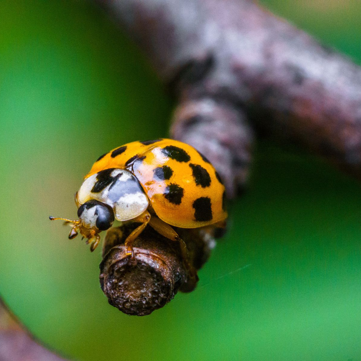 Harmful vs. Friendly: Which Insects Are Helping Your Tree? – Plant Me Green