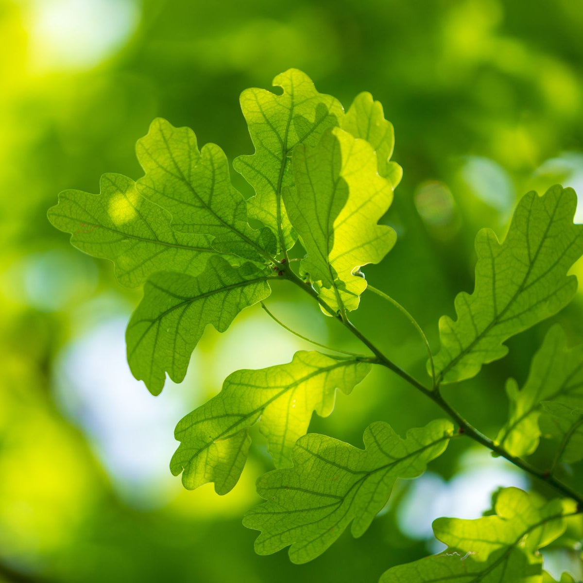 Why Are Oak Trees Important to the Ecosystem? – Plant Me Green