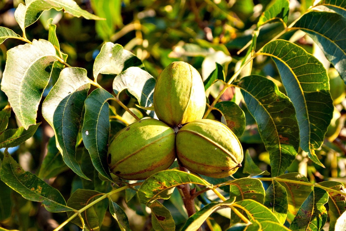 5 Tips for Picking the Right Trees for Your Yard – Plant Me Green