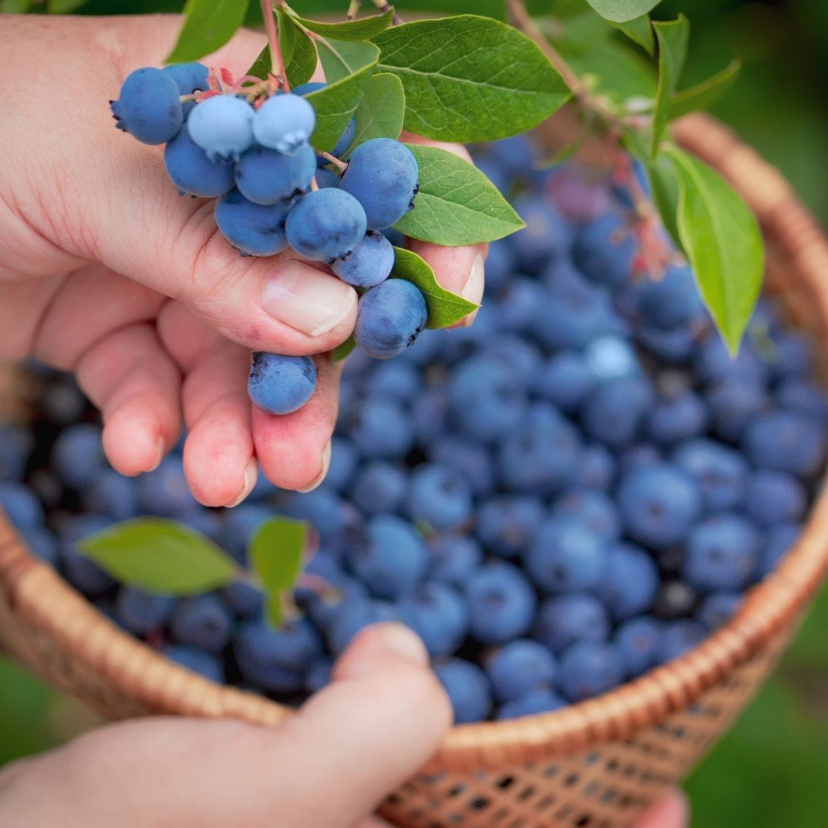 How To Harvest Your Blueberries Without Causing Damage – Plant Me Green
