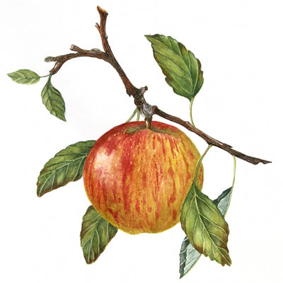 Potted Apple Trees for Sale | Buy Apple Trees Online – Plant Me Green