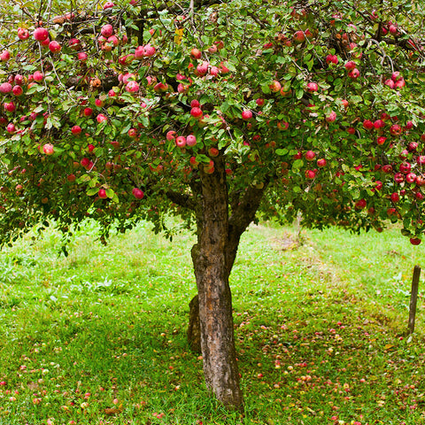 Online Tree Nursery | Plant Me Green