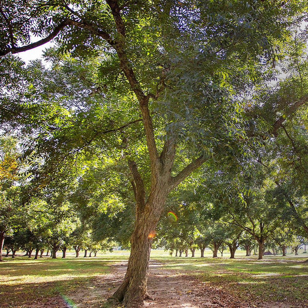 Pecan Trees – Plant Me Green