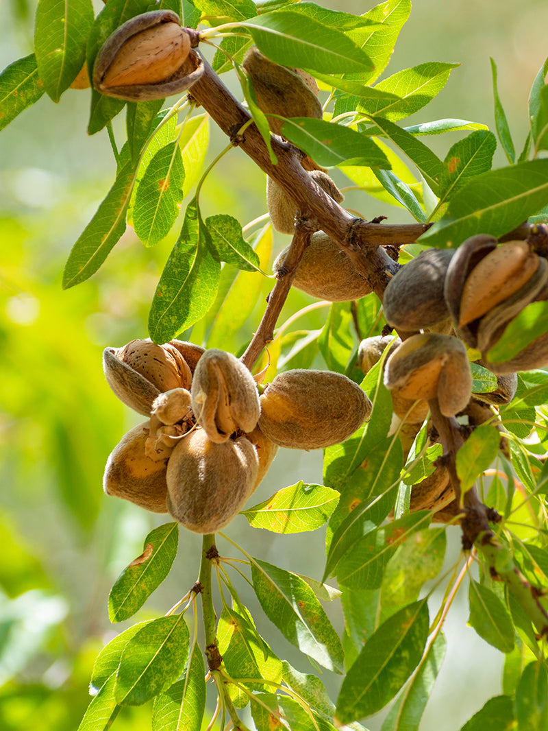 Almond Nonpareil Almond Tree – Plant Me Green