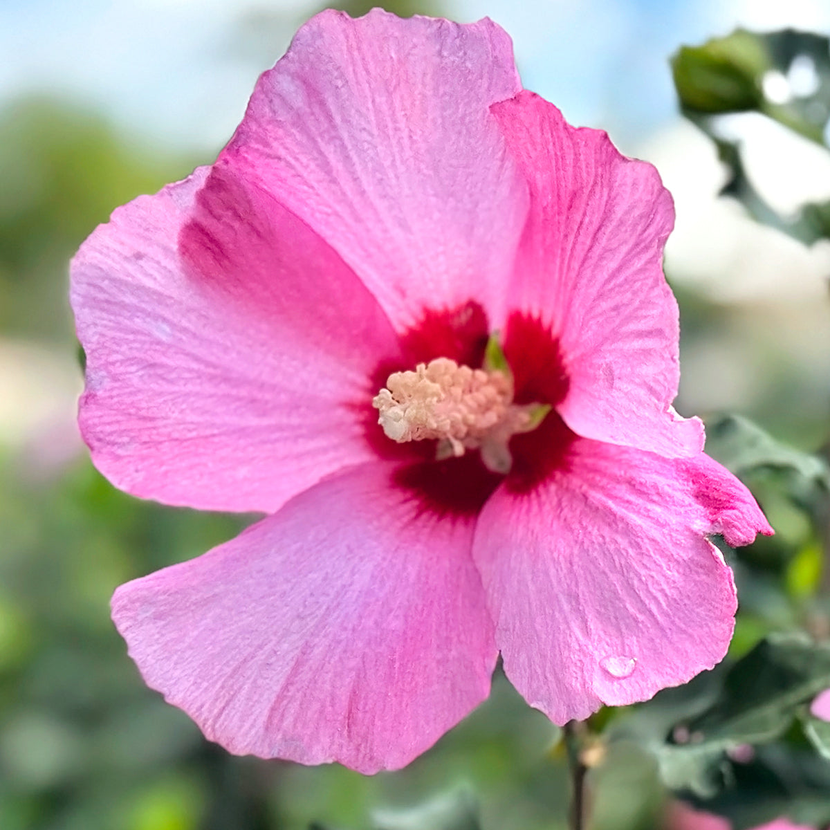 Althea Double Pink | Rose of Sharon | Deciduous Shrub | Plant Me Green