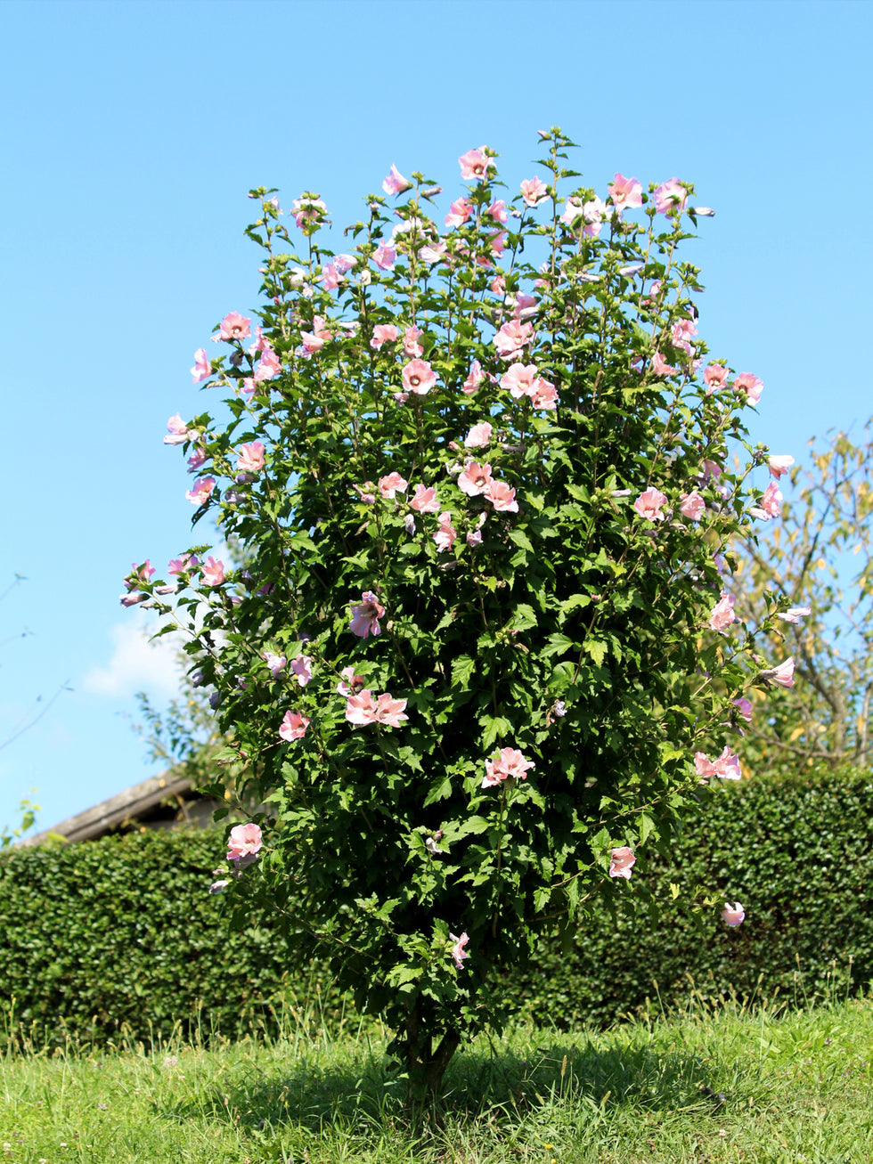 Althea Double Pink | Rose of Sharon | Deciduous Shrub | Plant Me Green