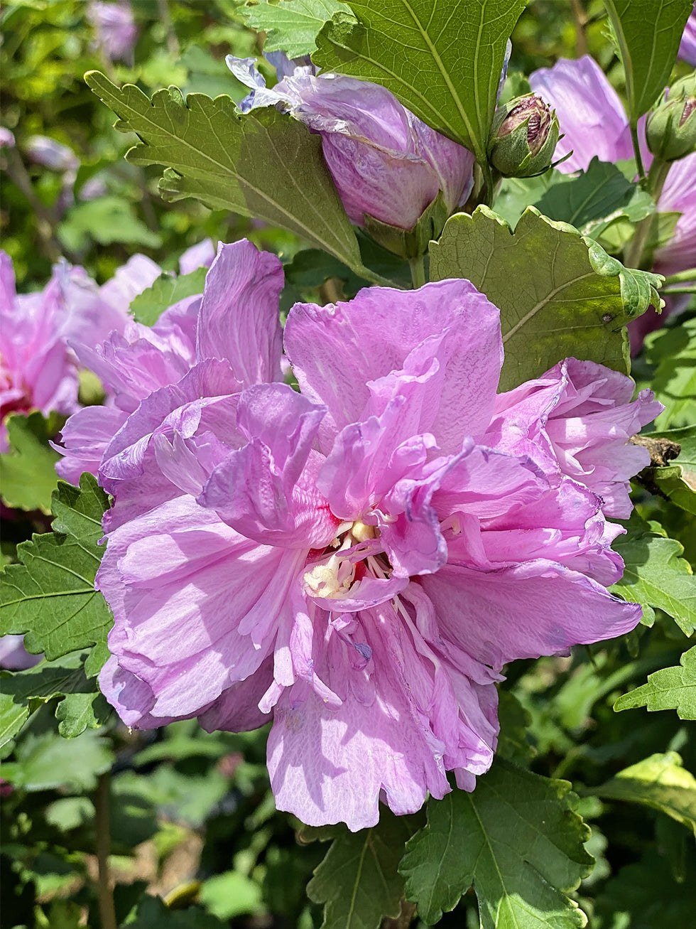 Althea Double Purple | Rose of Sharon | Plant Me Green