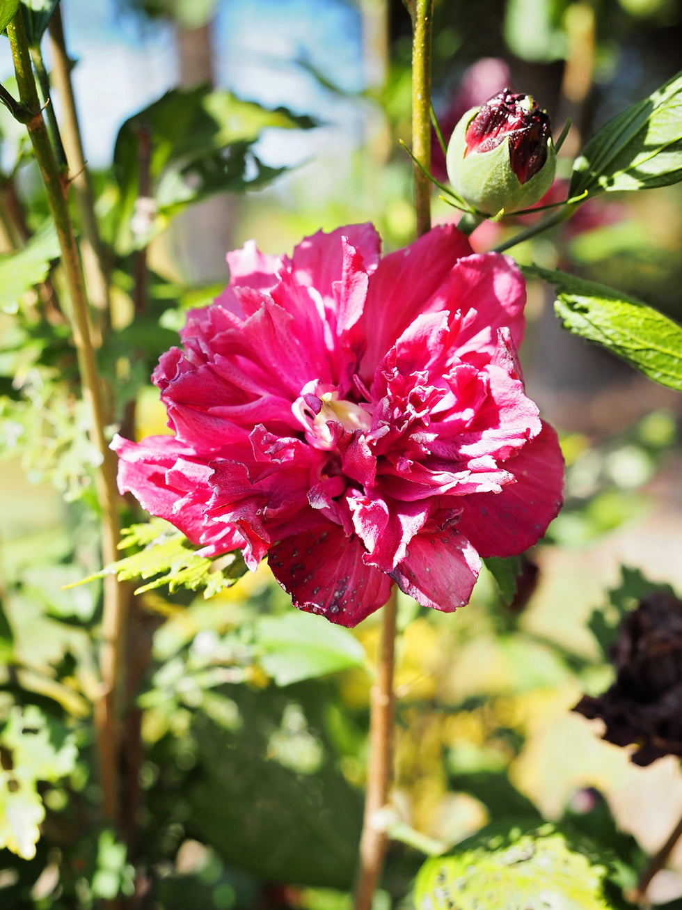 Althea Double Red | Rose of Sharon | Plant Me Green