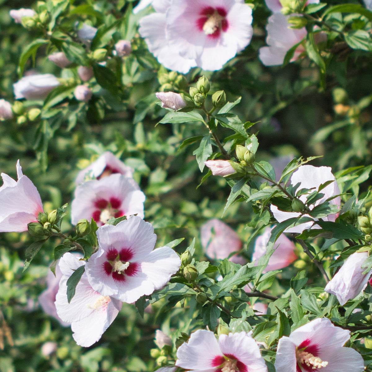Althea Double Pink | Rose of Sharon | Deciduous Shrub | Plant Me Green