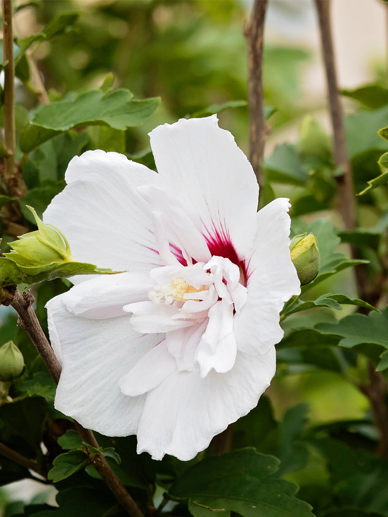 Althea Double Pink | Rose of Sharon | Deciduous Shrub | Plant Me Green