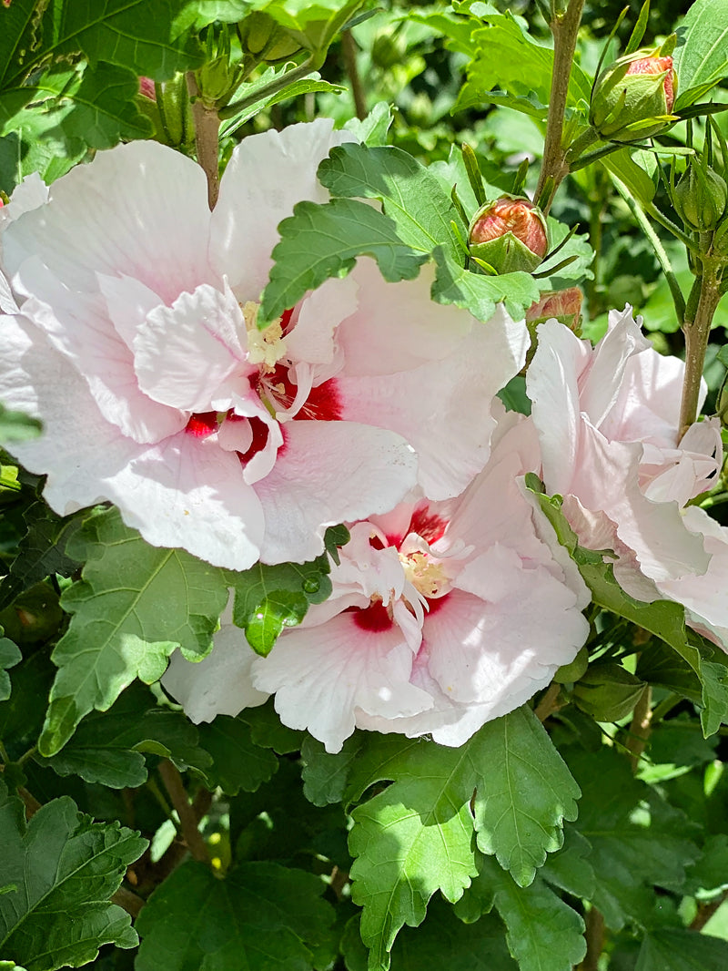 Althea - Pink – Plant Me Green