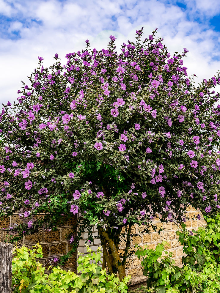 Althea Double Purple | Rose of Sharon | Plant Me Green